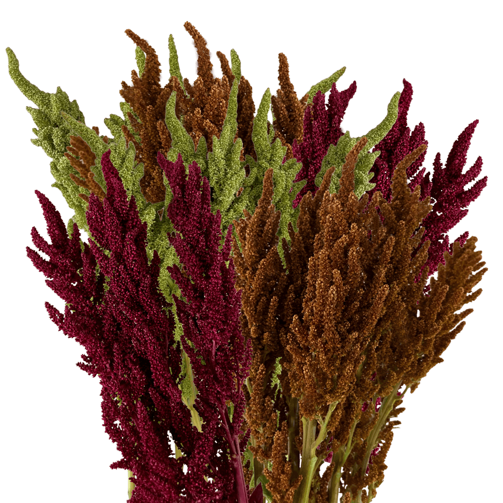 Amaranthus Upright Mix Tropical Flowers Bunch of 60 to 1000 Stems ...