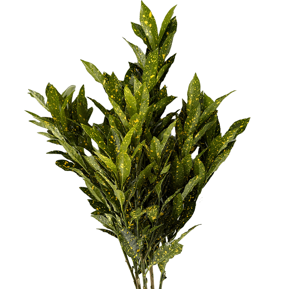 Croton Tip Lemon Drop 100 Stems – Wholesale Croton Leaves for Weddings ...