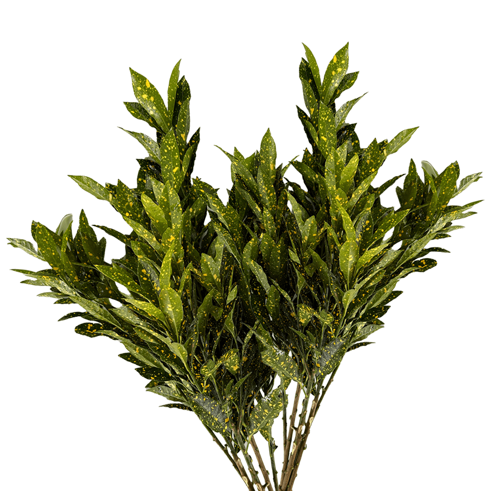Croton Tip Lemon Drop 200 Stems – Bulk Croton Greenery for Floral ...