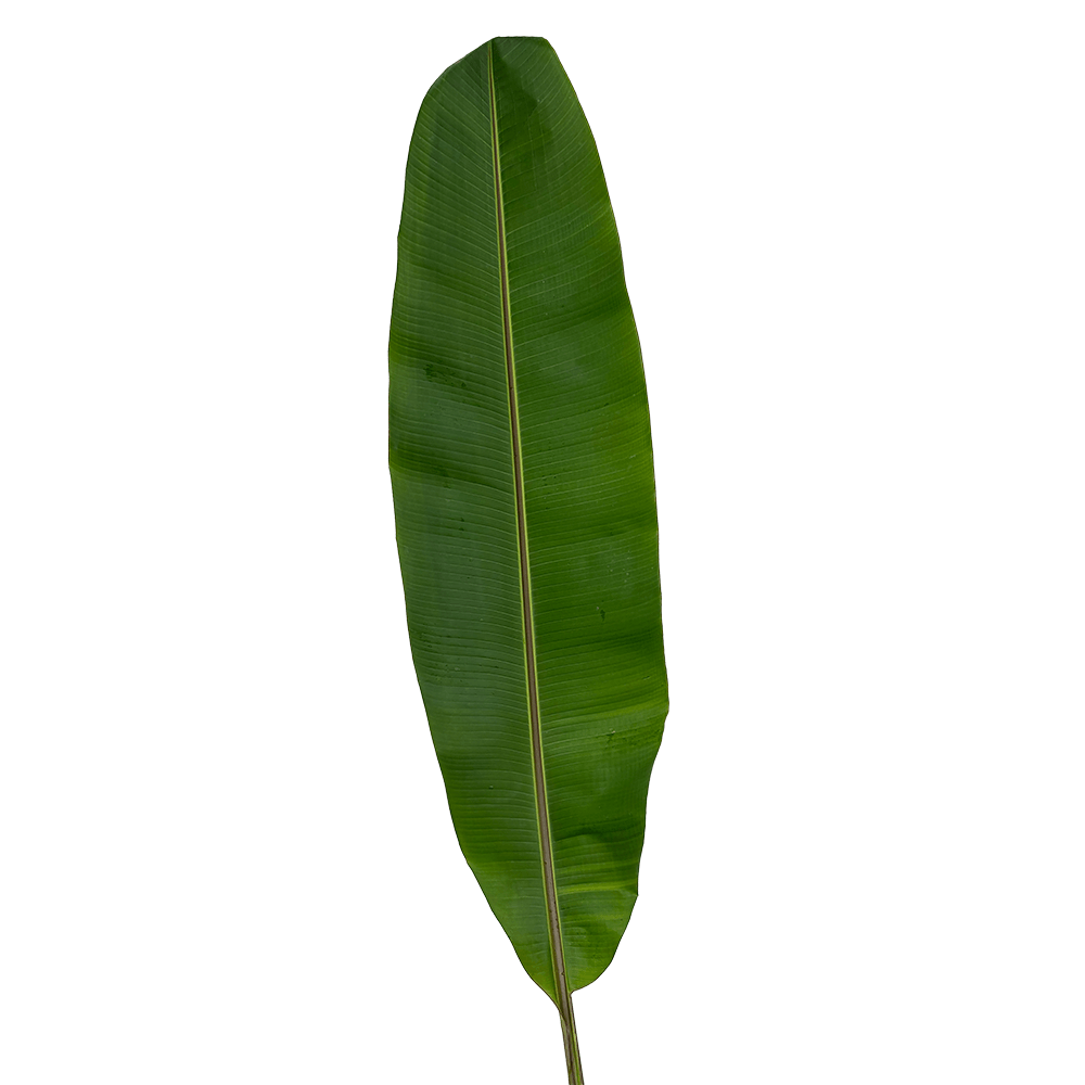 Musa Leaf Small 30 Stems – Tropical Musa Leaves for DIY Floral Designs ...