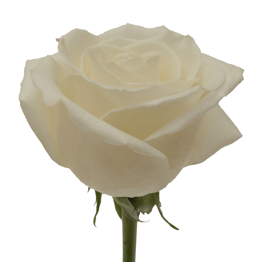 150 Playa Blanca White Roses-Fresh Cut Premium Roses | Global Rose
