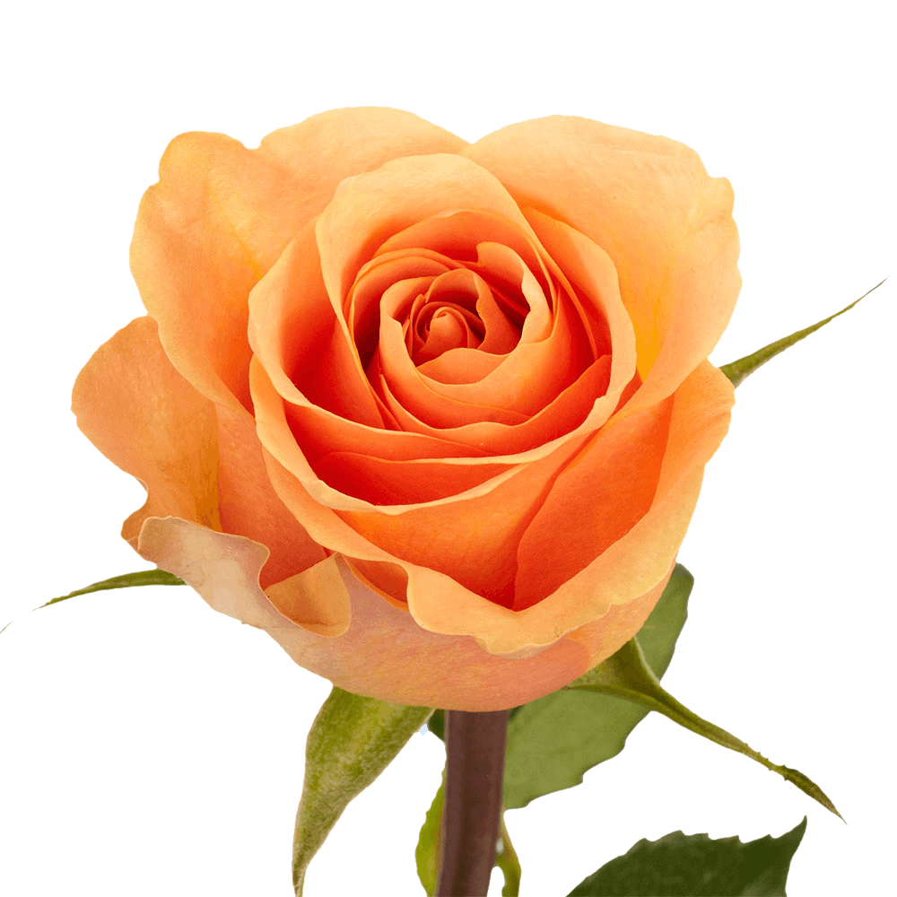 How To Color A Rose Lupon gov ph