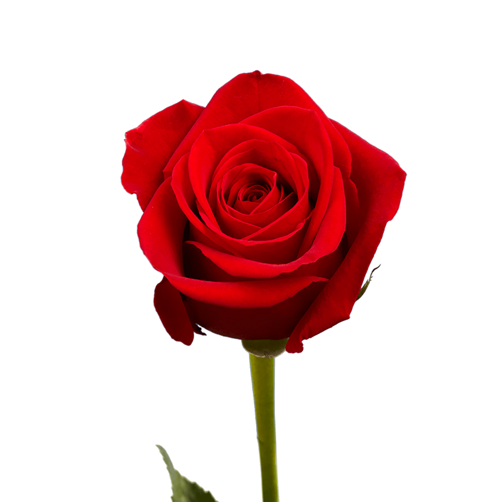 Simple Red Rose Simple Red Rose