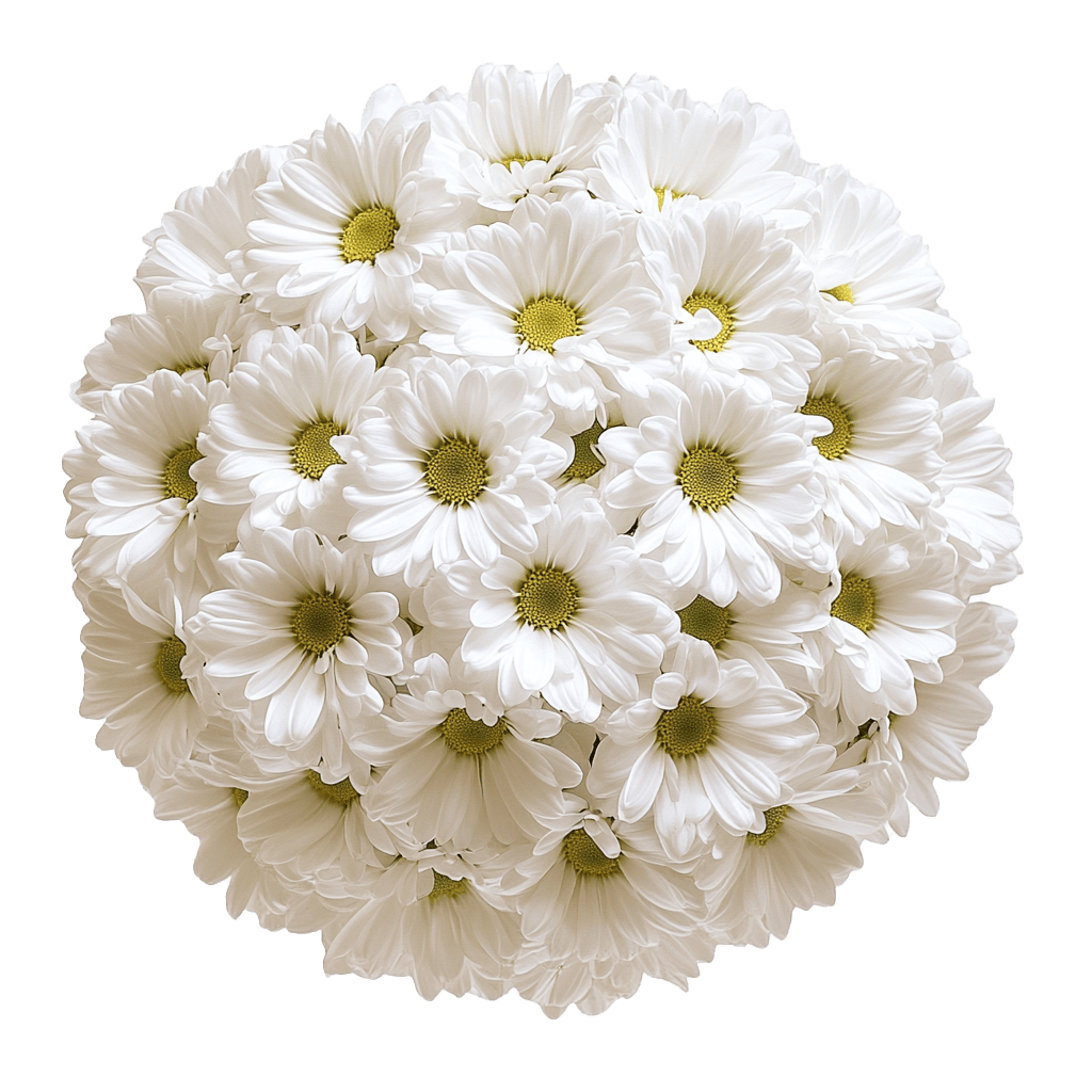White Daisy Poms | GlobalRose Wholesale Flowers Bulk