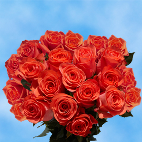 2 Dozen Orange Roses Fresh Flowers Delivery | GlobalRose