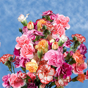 Order Flower Online Frash Spray Carnations | GlobalRose
