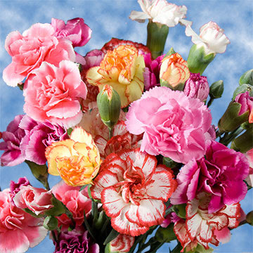 Order Flower Online Frash Spray Carnations | GlobalRose