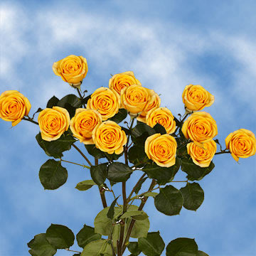Anniversary Yellow Spray Roses Flowers | GlobalRose