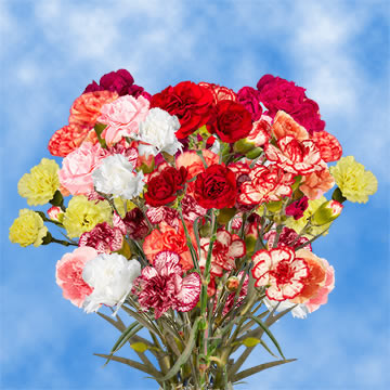 Assorted Colors Mini Carnations | GlobalRose