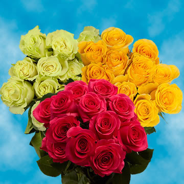 Assorted Dozen Roses | GlobalRose