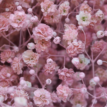 Baby's Breath Gypsophilia | GlobalRose