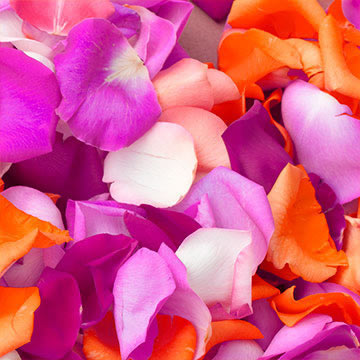 Beautiful Assorted Colors of Rose Petals | GlobalRose