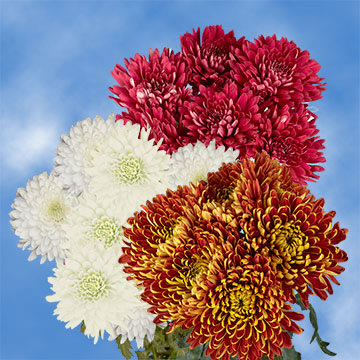Beautiful Assorted Disbud Chrysanthemum Flowers | GlobalRose