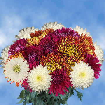 Beautiful Assorted Disbud Chrysanthemum Flowers | GlobalRose