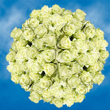 Beautiful Assorted Green Roses | GlobalRose