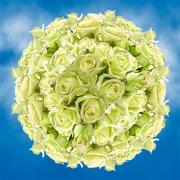 Beautiful Assorted Green Roses | GlobalRose