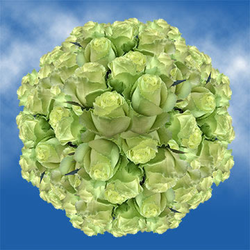 Beautiful Assorted Green Roses | GlobalRose