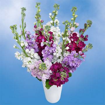 Beautiful Assorted Stock Flowers | GlobalRose
