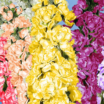 Beautiful Assorted Stock Flowers | GlobalRose