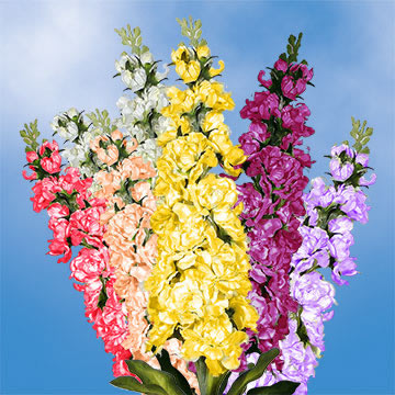 Beautiful Assorted Stock Flowers | GlobalRose