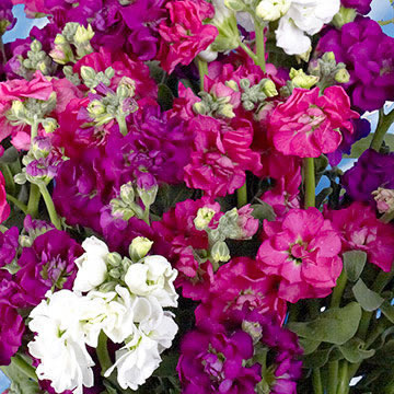 Beautiful Assorted Stock Spray Flowers | GlobalRose