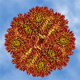 Fresh Bronze Chrysanthemum Daisy Flowers | GlobalRose