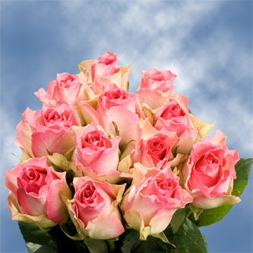 Malibu Rose | GlobalRose