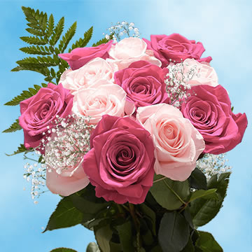 Beautiful Dozens of Two Tones of Pink Roses | GlobalRose