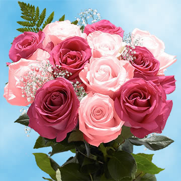 Beautiful Dozens of Two Tones of Pink Roses | GlobalRose