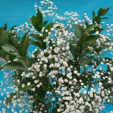 Baby's Breath Gypsophila | Fresh Gypsophila Flowers | GlobalRose