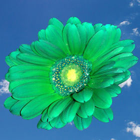 Green Tinted Gerberas | GlobalRose
