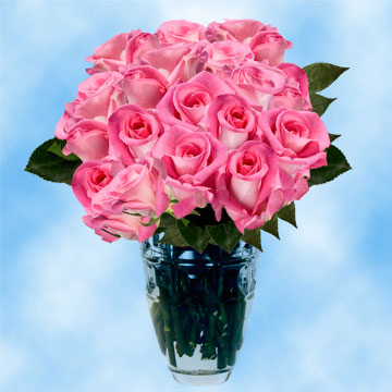 Beautiful Long Stem Pink Roses | GlobalRose