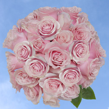 Beautiful Pink Mondial Roses For Sale | GlobalRose