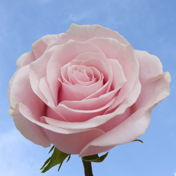 Beautiful Pink Mondial Roses For Sale | GlobalRose