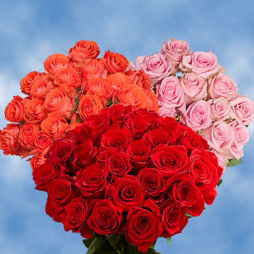 Beautiful Red and Color Roses | GlobalRose