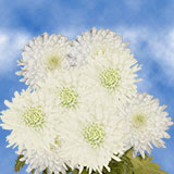 Ship White Fuji Spider Mums | GlobalRose