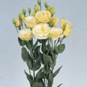 Beautiful Yellow Creme Lisianthus Flowers | GlobalRose