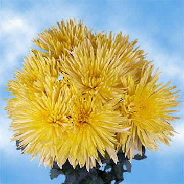 Beautiful Yellow Fuji Spider Mums | GlobalRose
