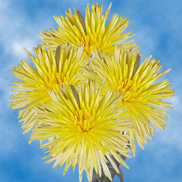 Beautiful Yellow Fuji Spider Mums | GlobalRose