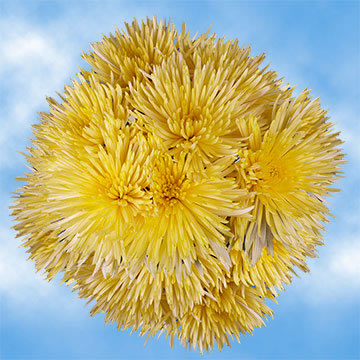 Beautiful Yellow Fuji Spider Mums | GlobalRose
