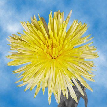 Beautiful Yellow Fuji Spider Mums | GlobalRose