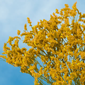 Beautiful Yellow Limonium Flowers | GlobalRose