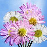 Alstroemeria Fancy Purple | GlobalRose