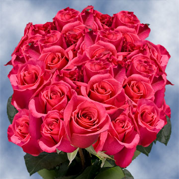 Best Beautiful Hot Pink Roses | Global Rose