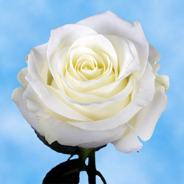 Best Big White Roses | GlobalRose