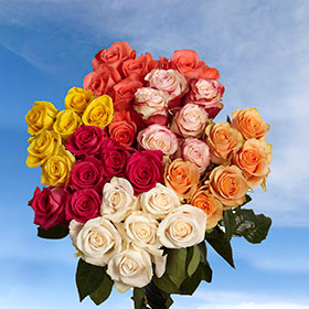 Best Roses | Global Rose