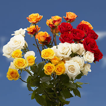 Best Spray Roses | GlobalRose