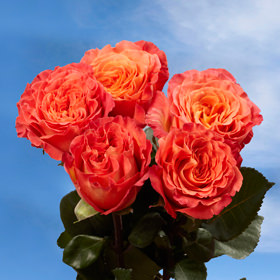 Best Sunset Garden Roses | GlobalRose
