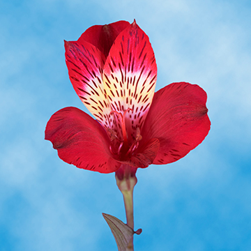 Best Super Red Alstroemeria Flowers | GlobalRose