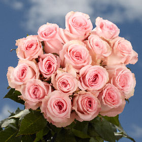 Best Wholesale Pink Roses | GlobalRose